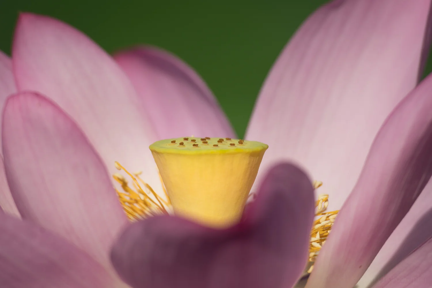 Stages of a Lotus Flower Blooming at Kenilworth Aquatic Gardens — Todd ...