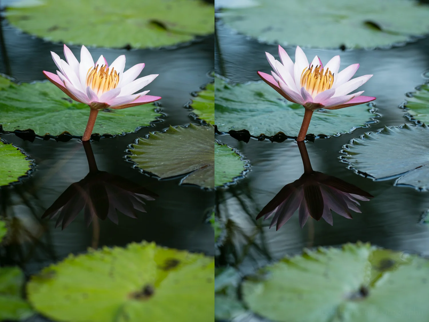 Examples of Using a Polarizing Filter with Water Lilies — Todd Henson Photography