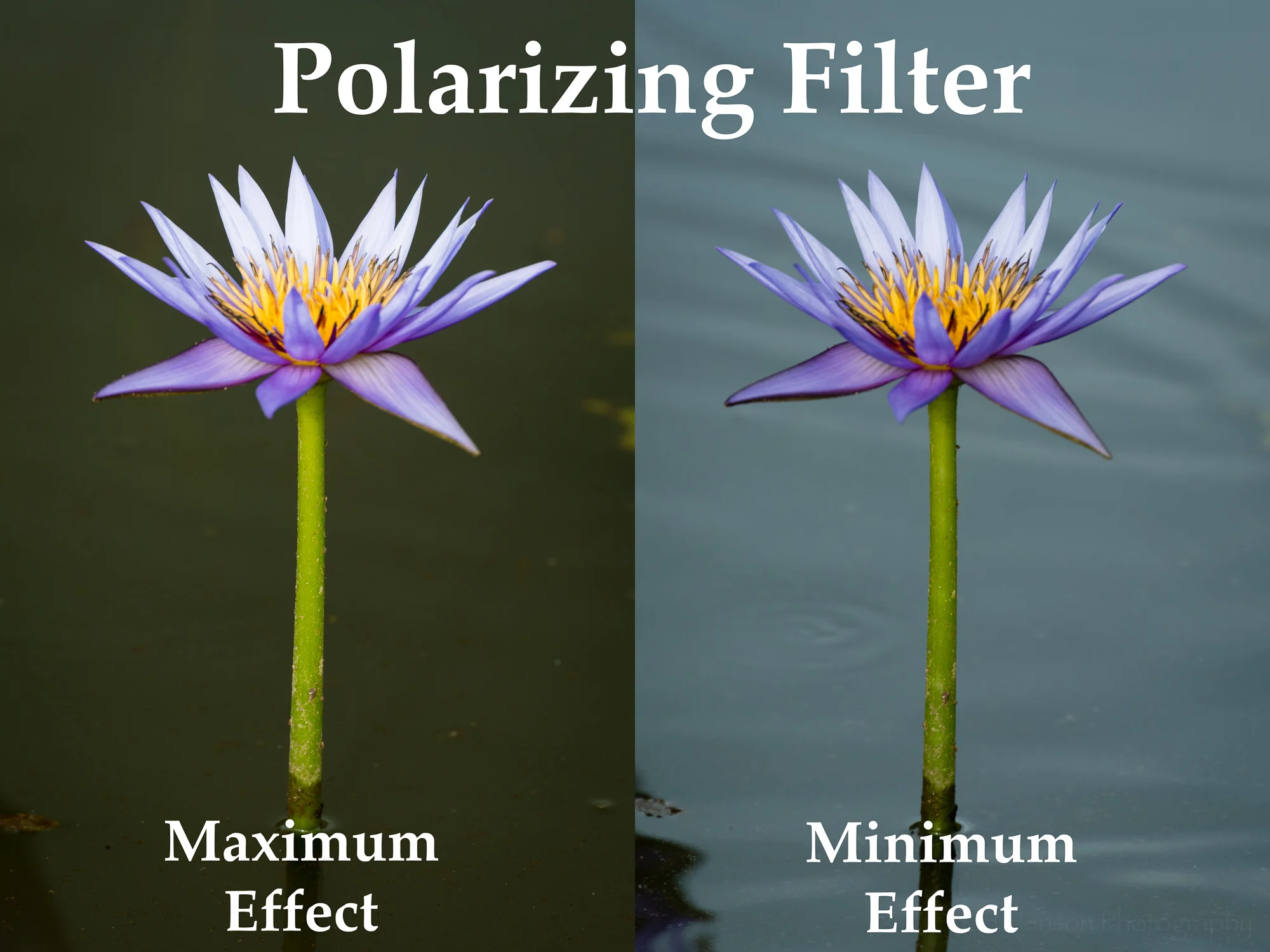 Examples of Using a Polarizing Filter with Water Lilies — Todd Henson ...