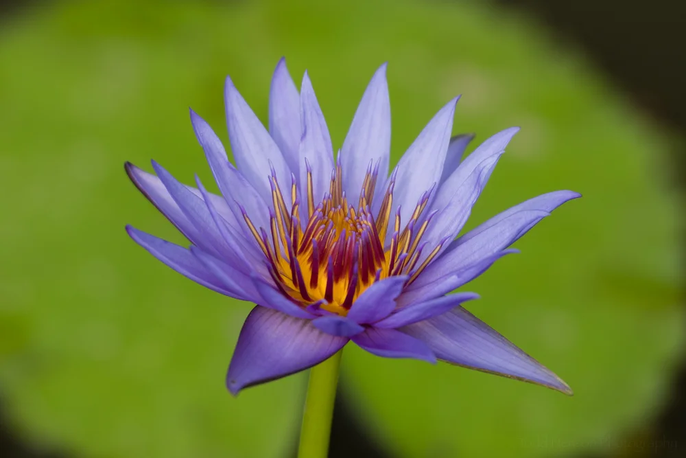 Purple Tropical Water Lily — Todd Henson Photography