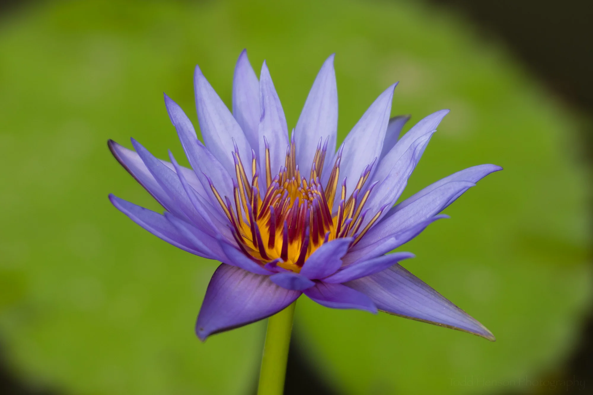 Purple Tropical Water Lily — Todd Henson Photography