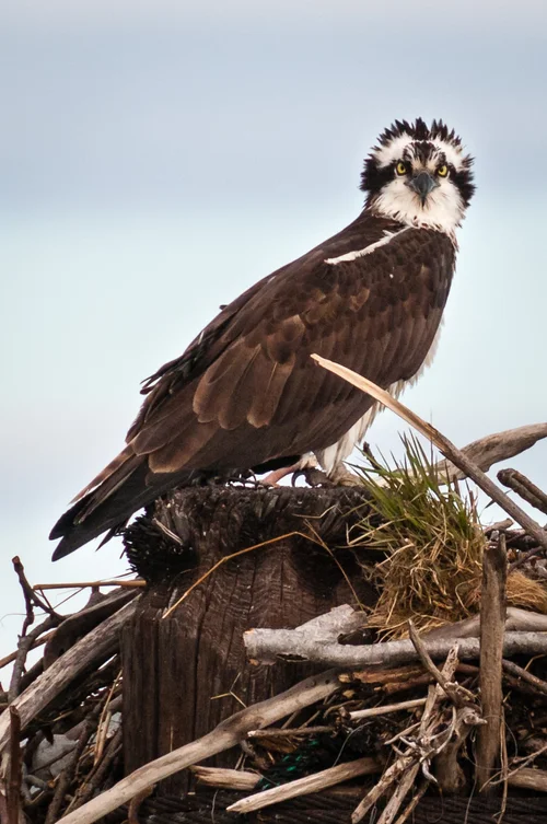 Osprey Building a Nest on a Windy Day — Todd Henson Photography