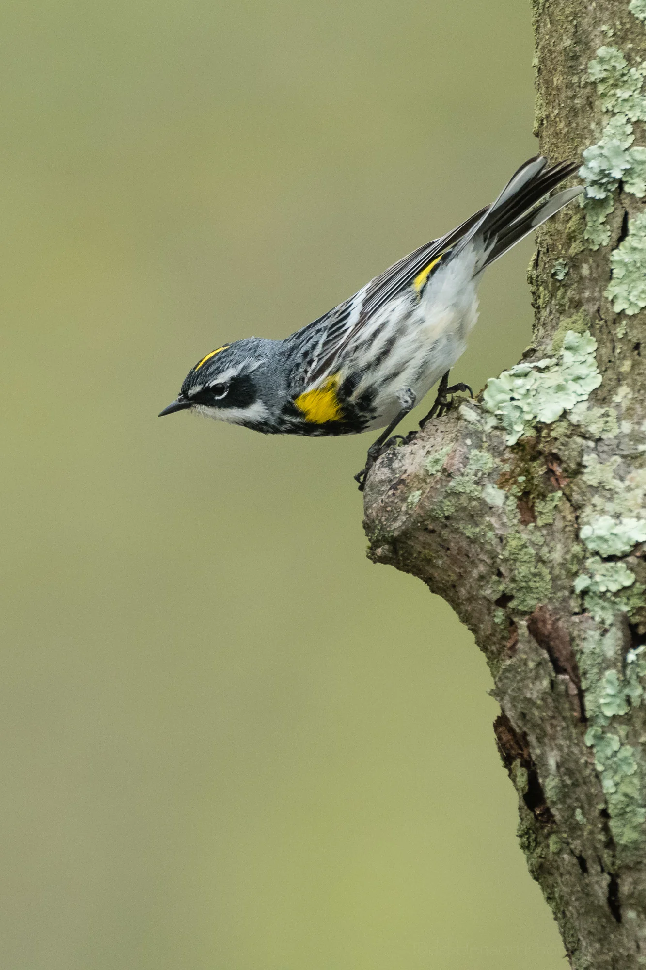 Photographing Yellow-rumped (Myrtle) Warblers in the Wetlands — Todd ...