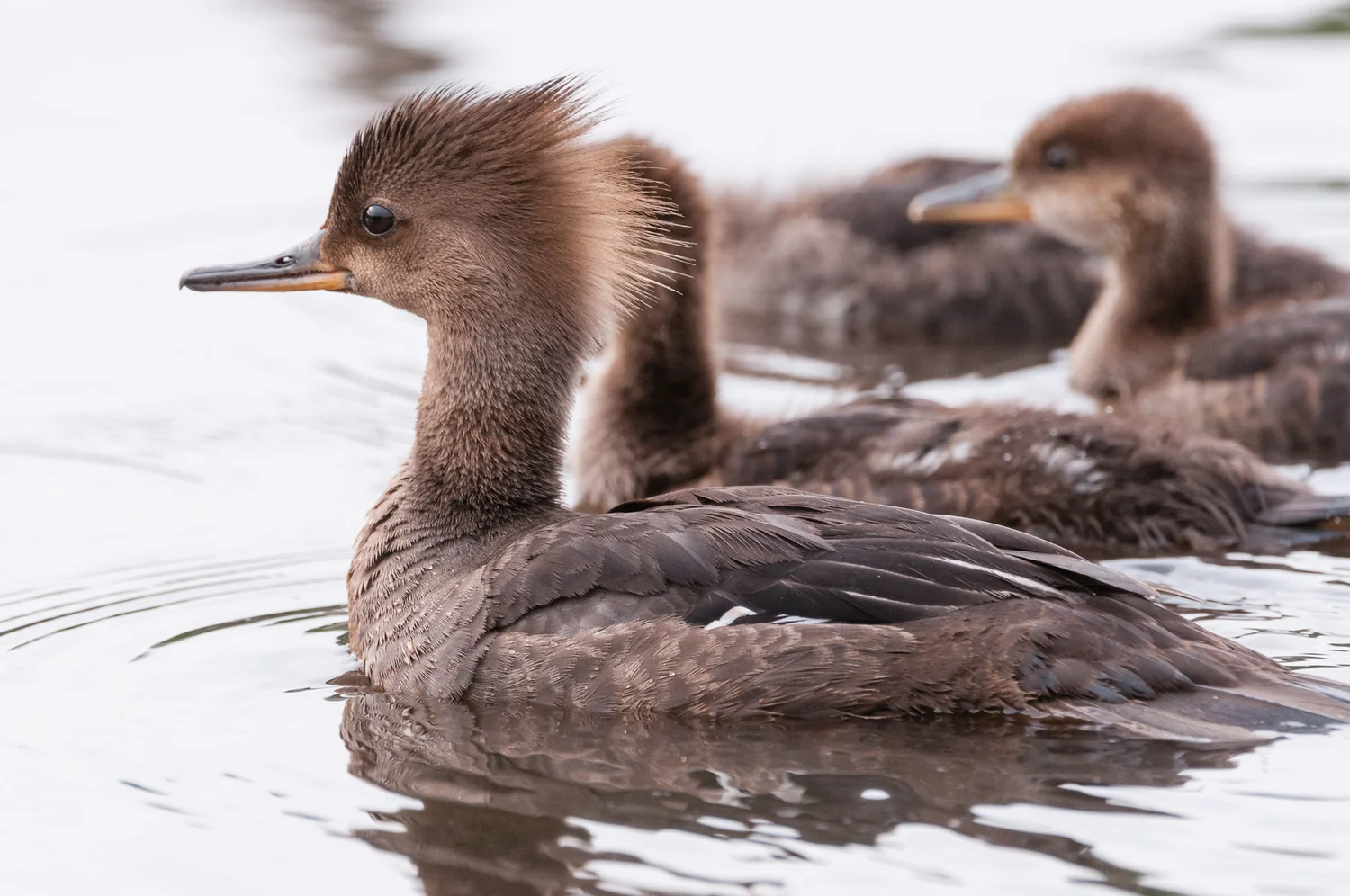 Young Hooded Mergansers Out With Mother — Todd Henson Photography
