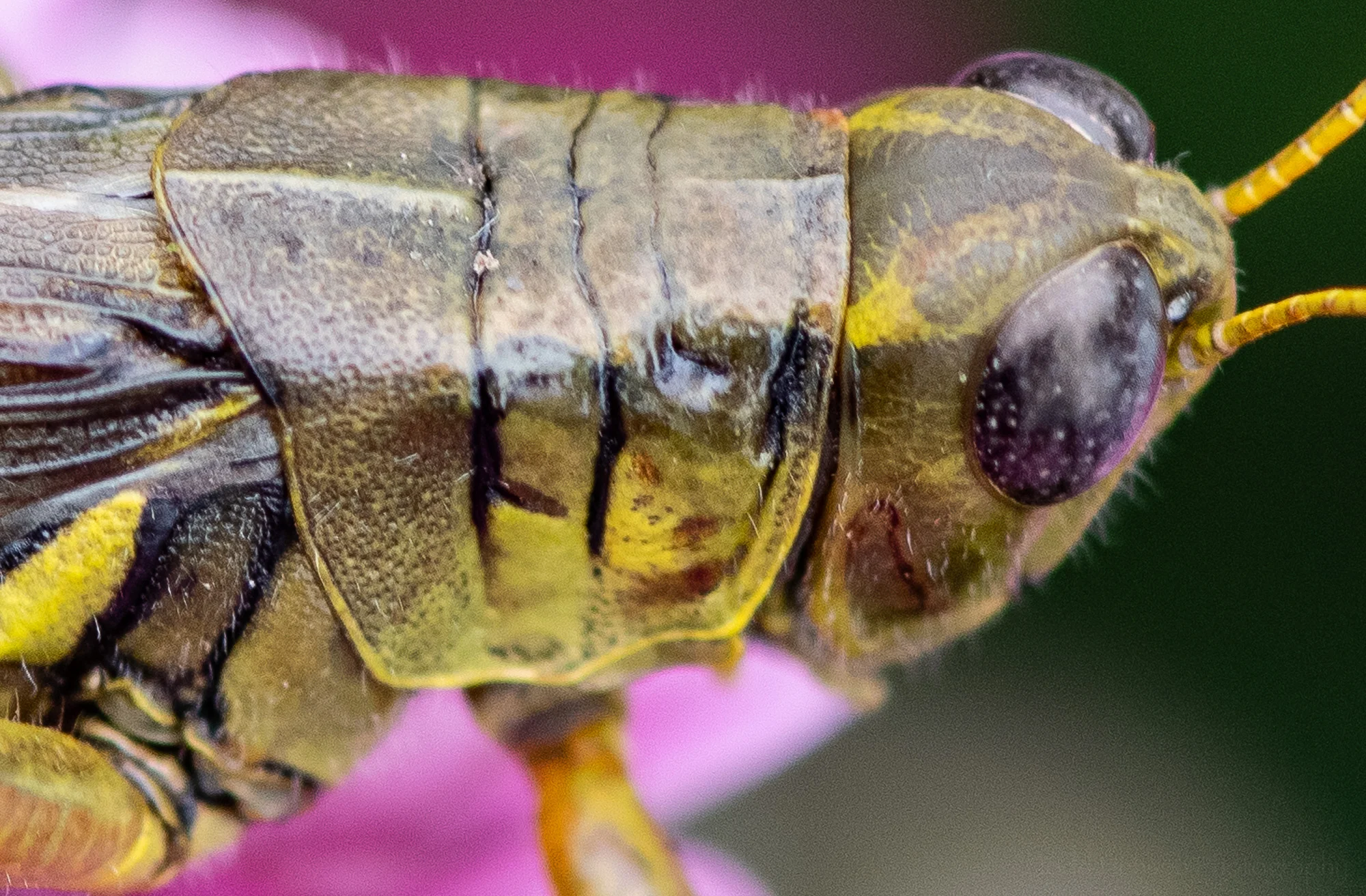 A Brief Look at the Anatomy of a Grasshopper — Todd Henson Photography