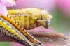 A Brief Look at the Anatomy of a Grasshopper — Todd Henson Photography