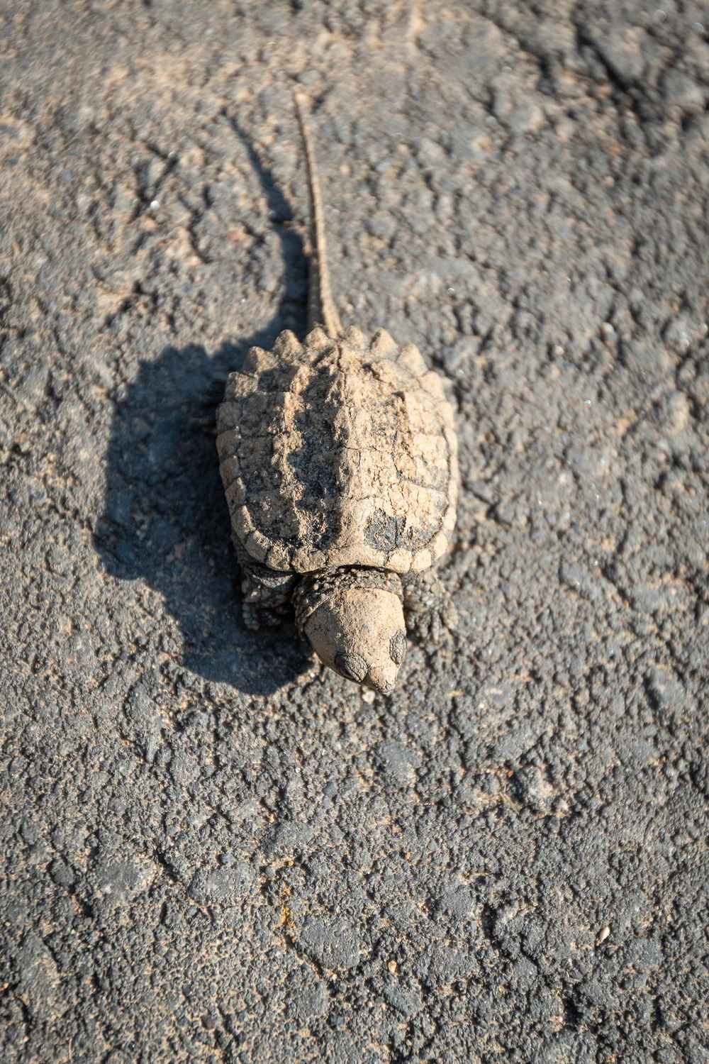 Snapping Turtle Hatchling — Todd Henson Photography