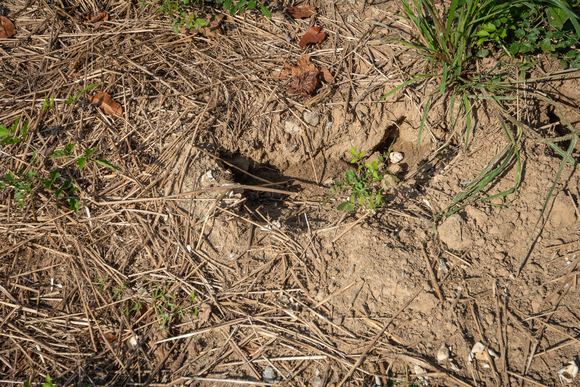 Snapping Turtle Hatchling — Todd Henson Photography