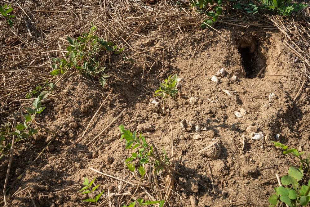 Snapping Turtle Hatchling — Todd Henson Photography