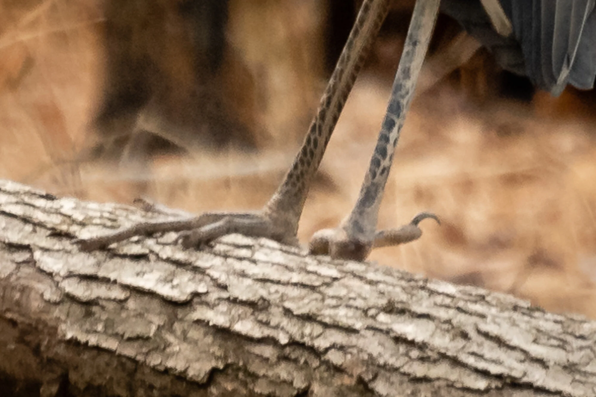 Great Blue Heron — Todd Henson Photography Blog — Todd Henson Photography