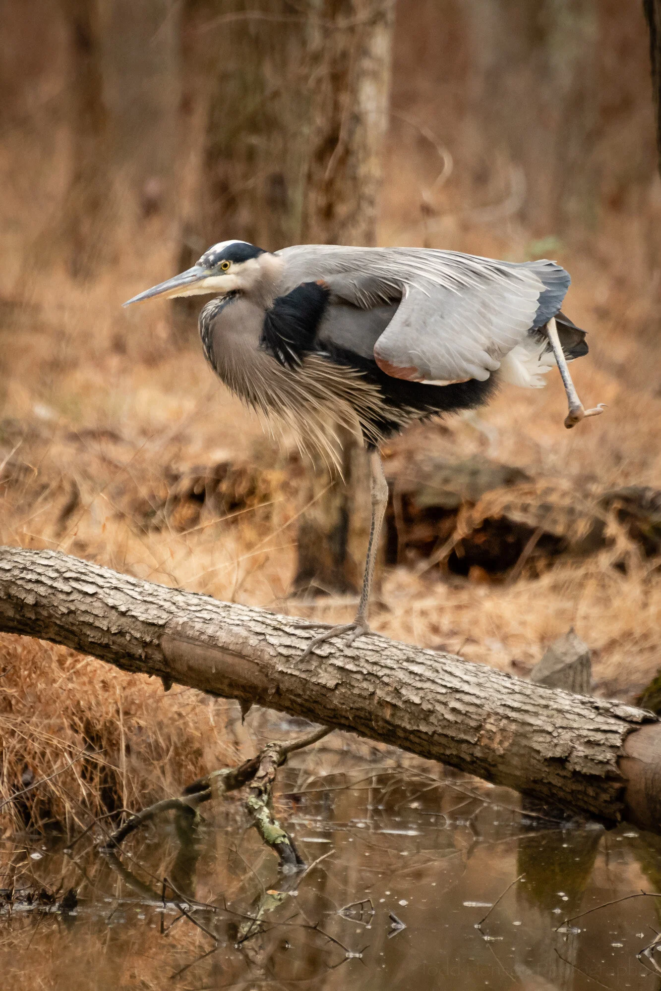 Great Blue Heron — Todd Henson Photography Blog — Todd Henson Photography