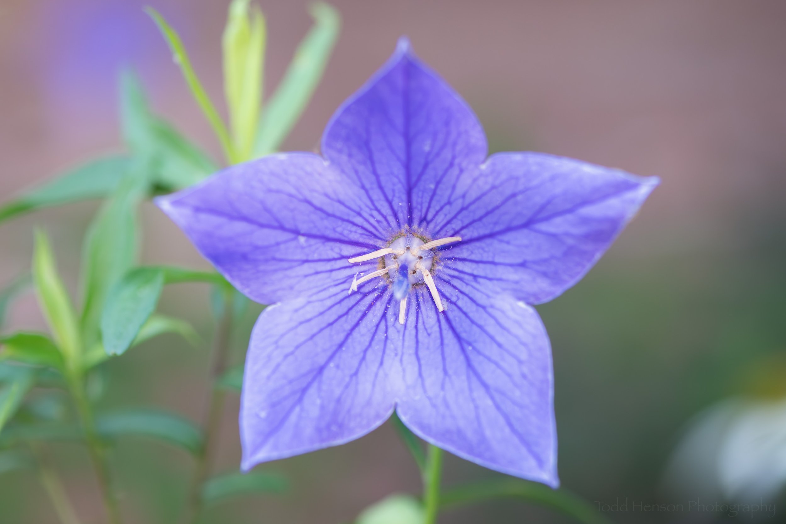 White and Blue Balloon Flowers on a Hot Summer Day — Todd Henson ...