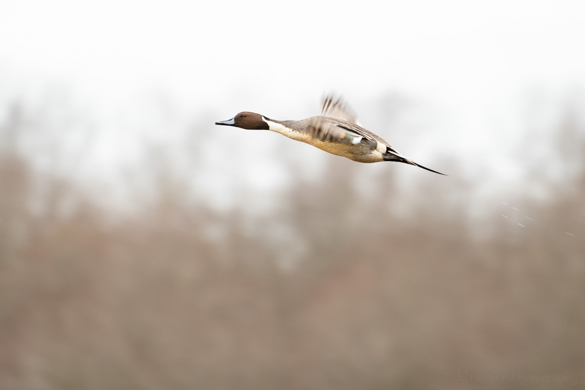 Flight of the Northern Pintail — Todd Henson Photography