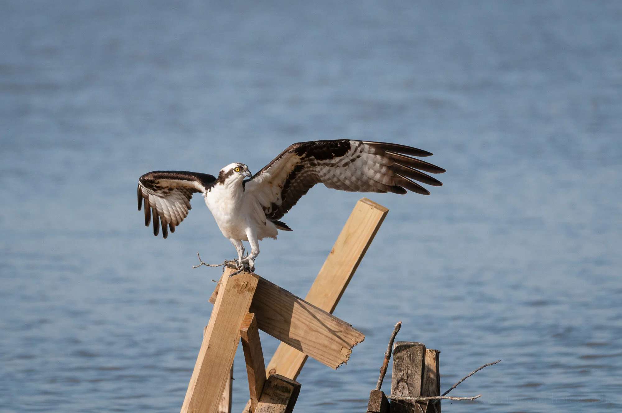 The Building of a Doomed Nest — Todd Henson Photography