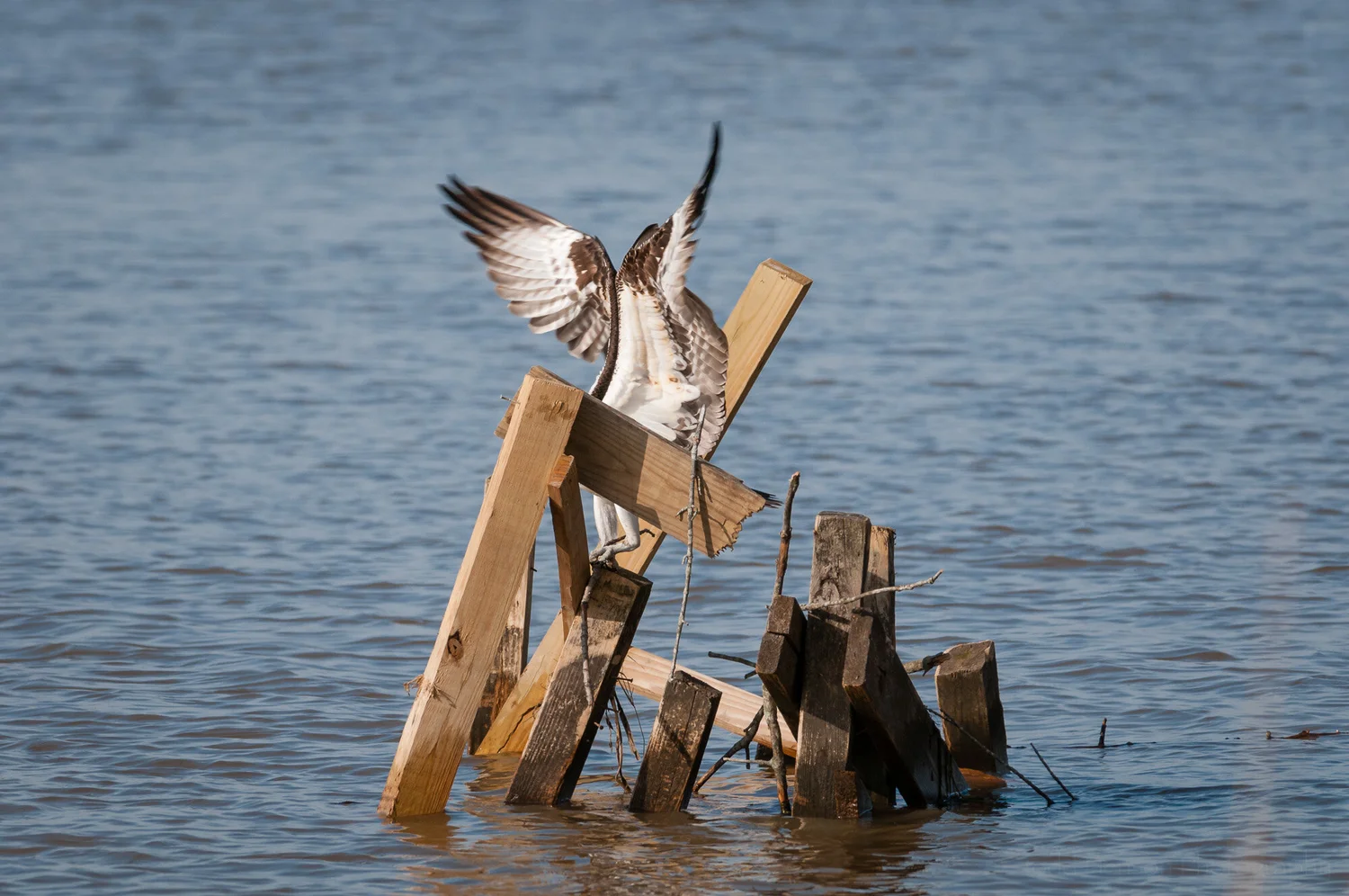 The Building of a Doomed Nest — Todd Henson Photography