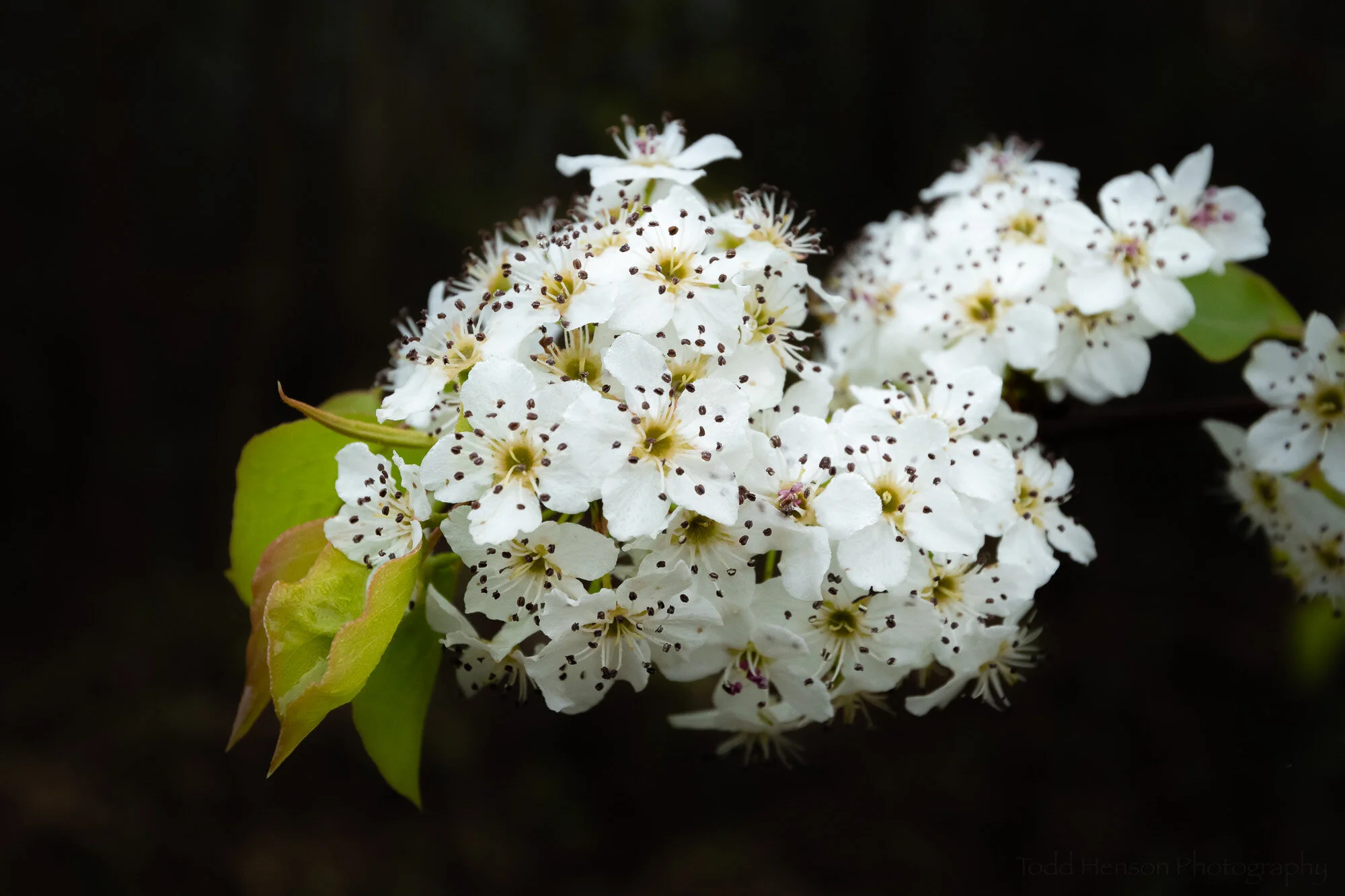 Flowering Tree in Spring — Todd Henson Photography