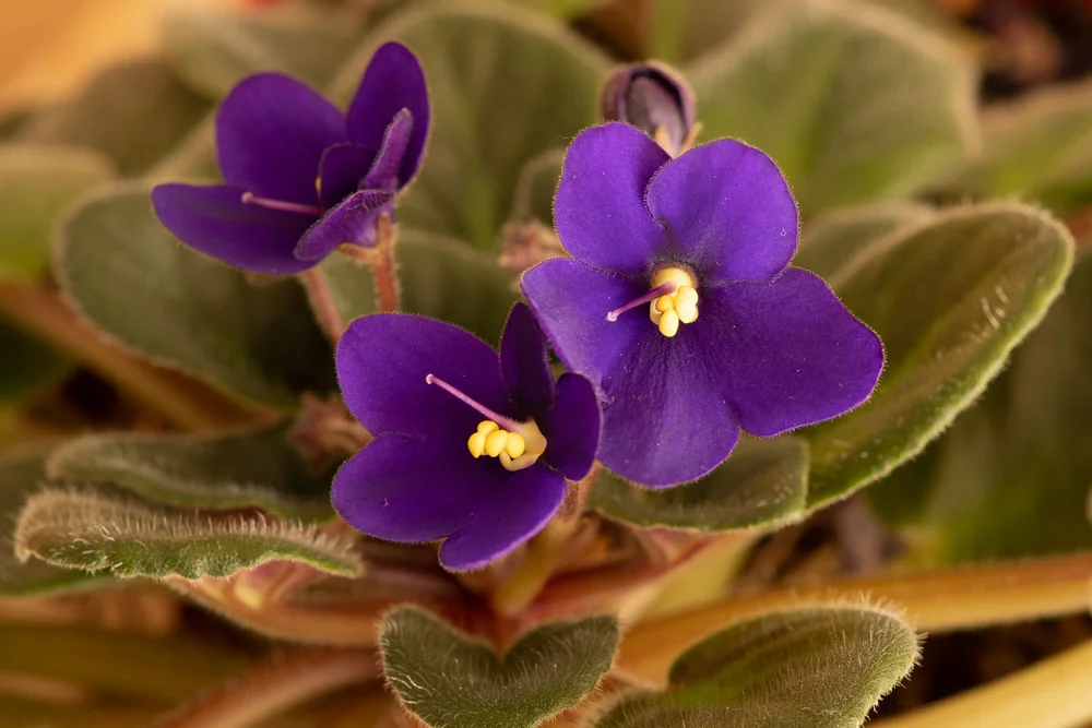 Color Correction When White Balance Isn’t Enough — Todd Henson Photography