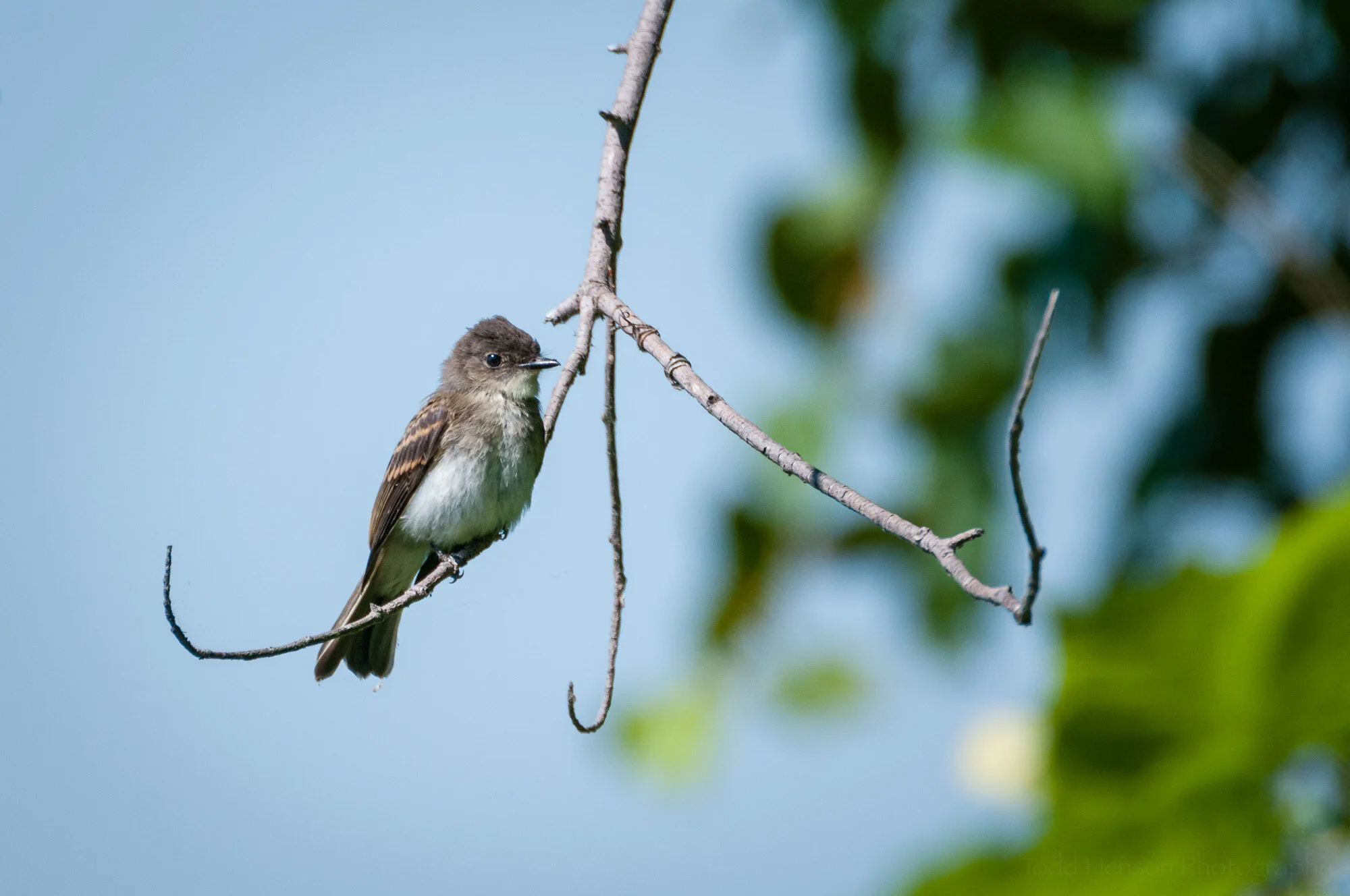 Hanging With a Pewee — Todd Henson Photography