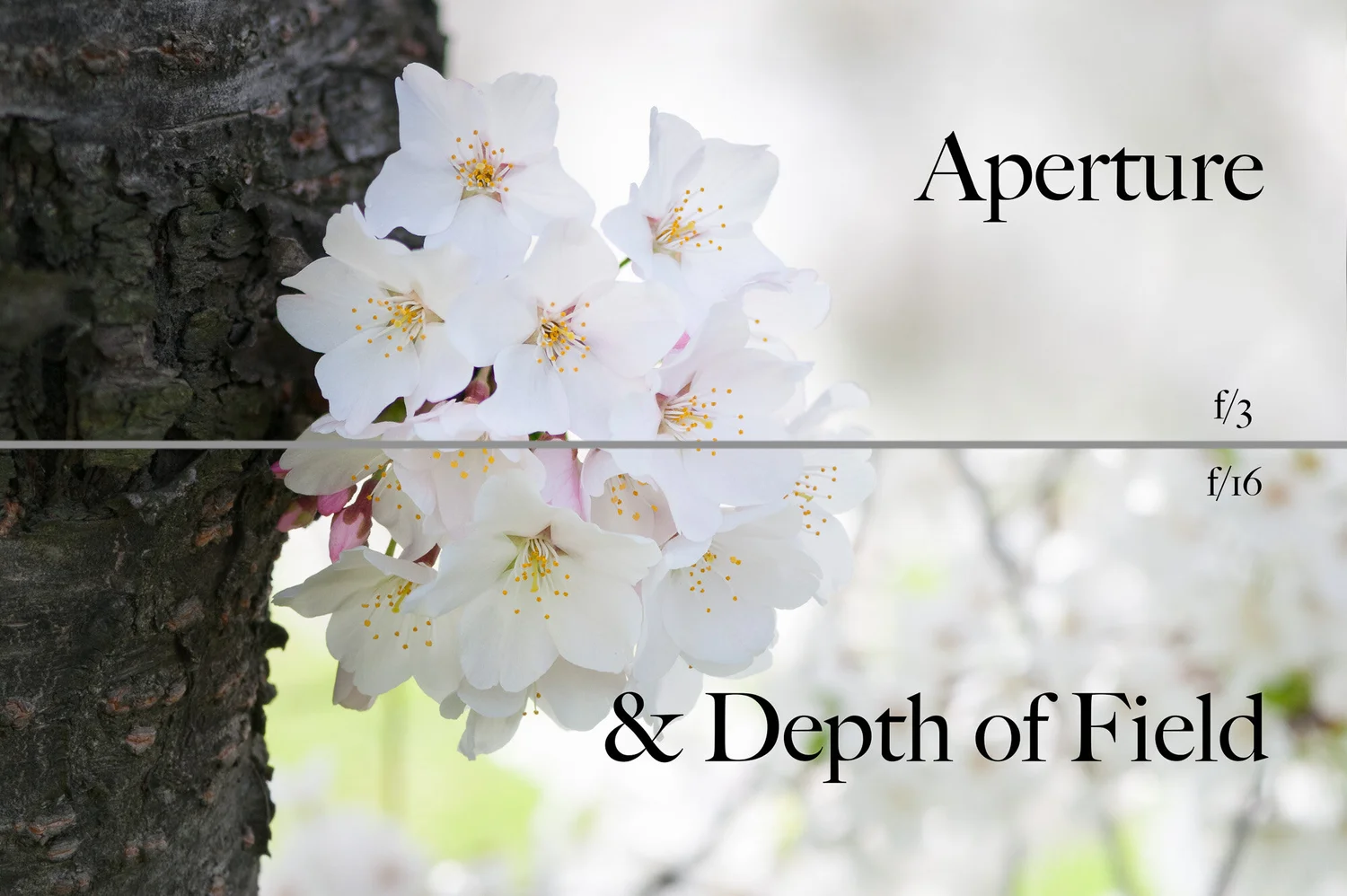 Aperture and Depth of Field with Cherry Blossoms — Todd Henson Photography