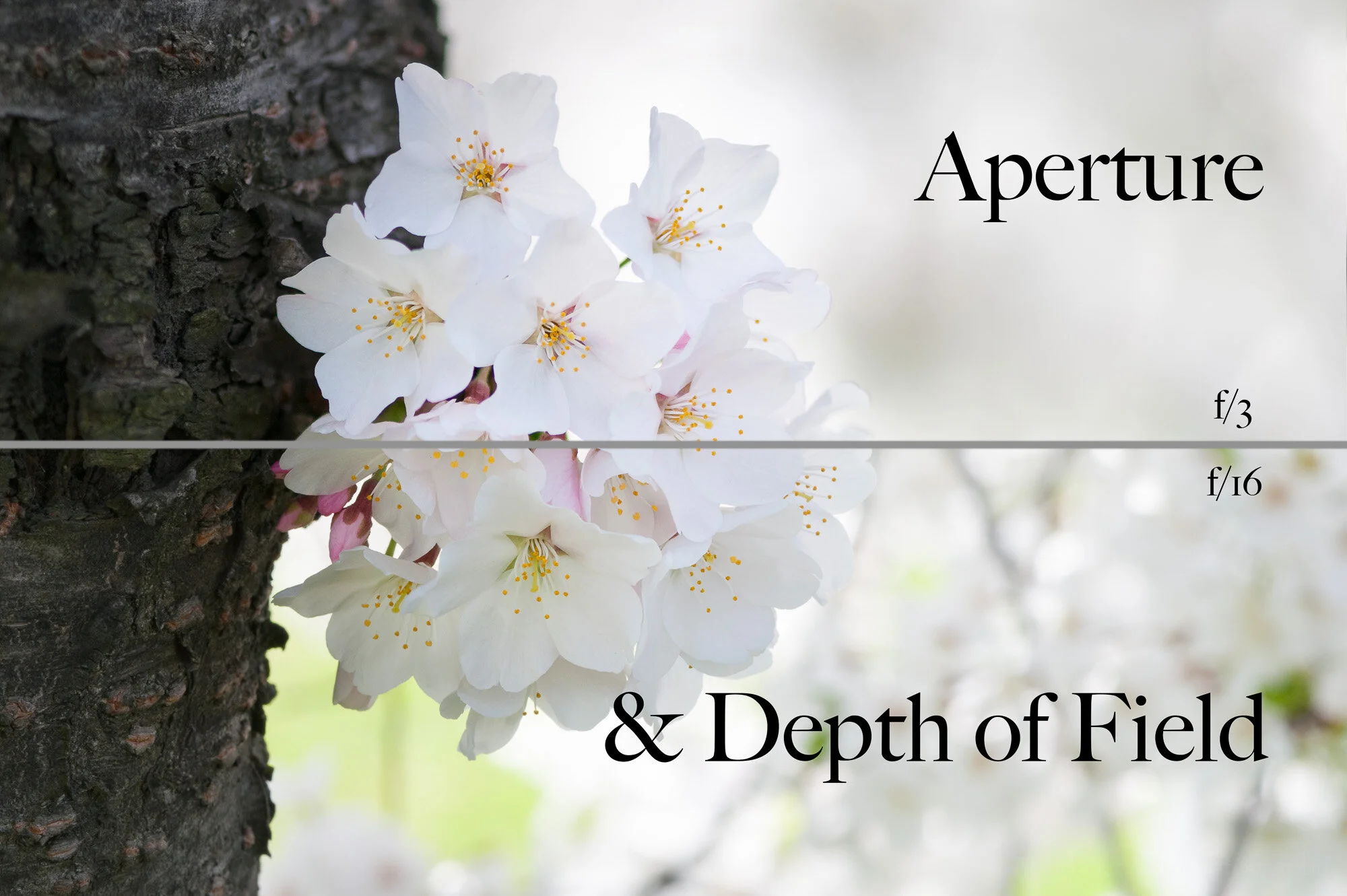 Aperture and Depth of Field with Cherry Blossoms — Todd Henson Photography