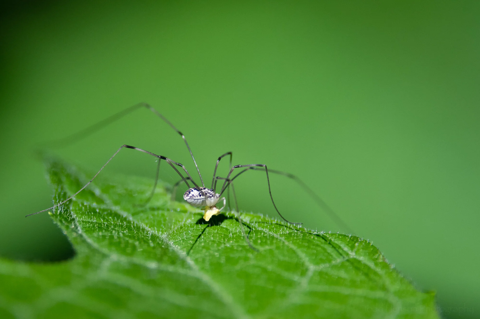 3 Views of Harvestmen — Todd Henson Photography