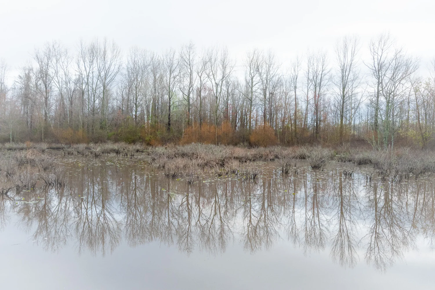 10x10 Exercise - Reflections of Early Spring — Todd Henson Photography