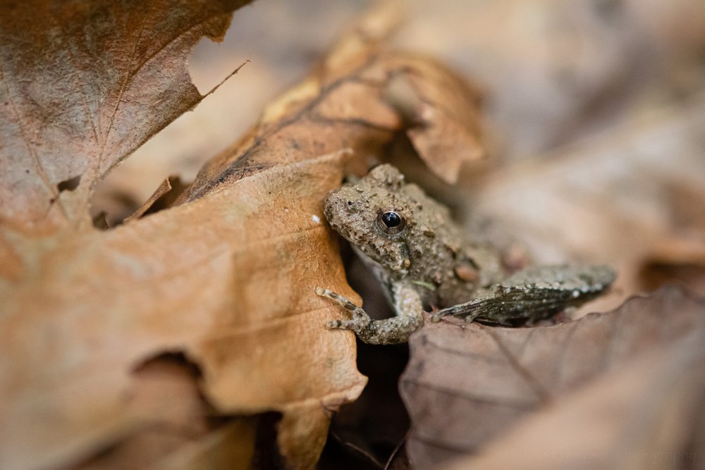 Approaching a Small Toad — Todd Henson Photography