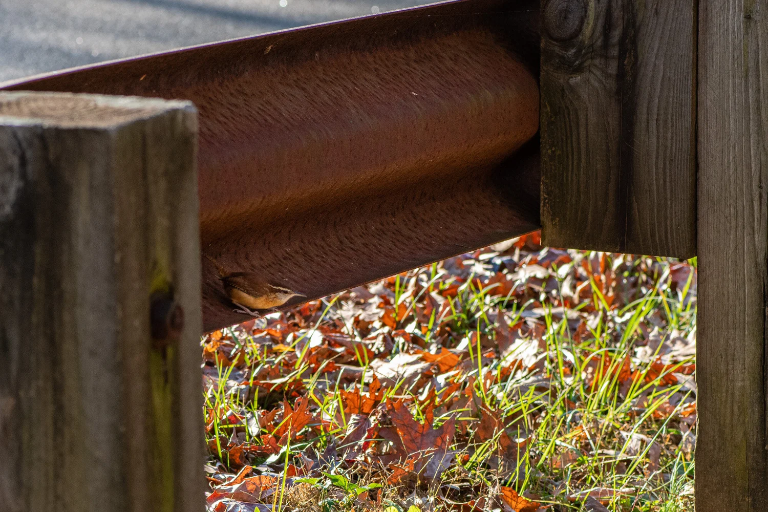 A Wren and the Guard Rail — Todd Henson Photography