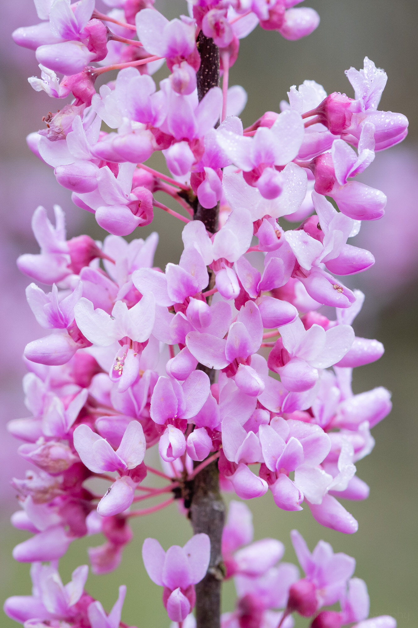 Spring Redbud — Todd Henson Photography