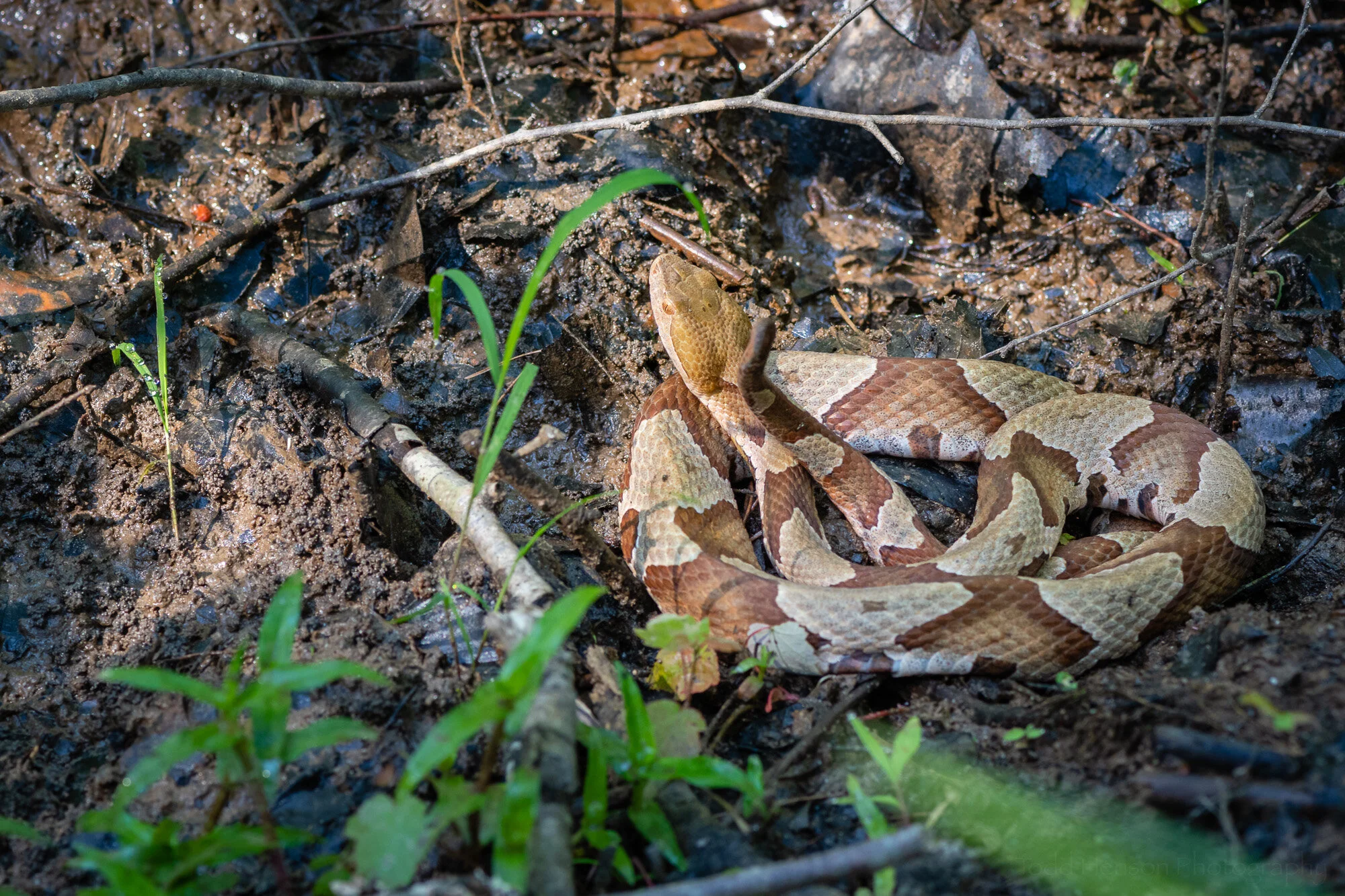 Careful Where You Step - Eastern Copperhead — Todd Henson Photography