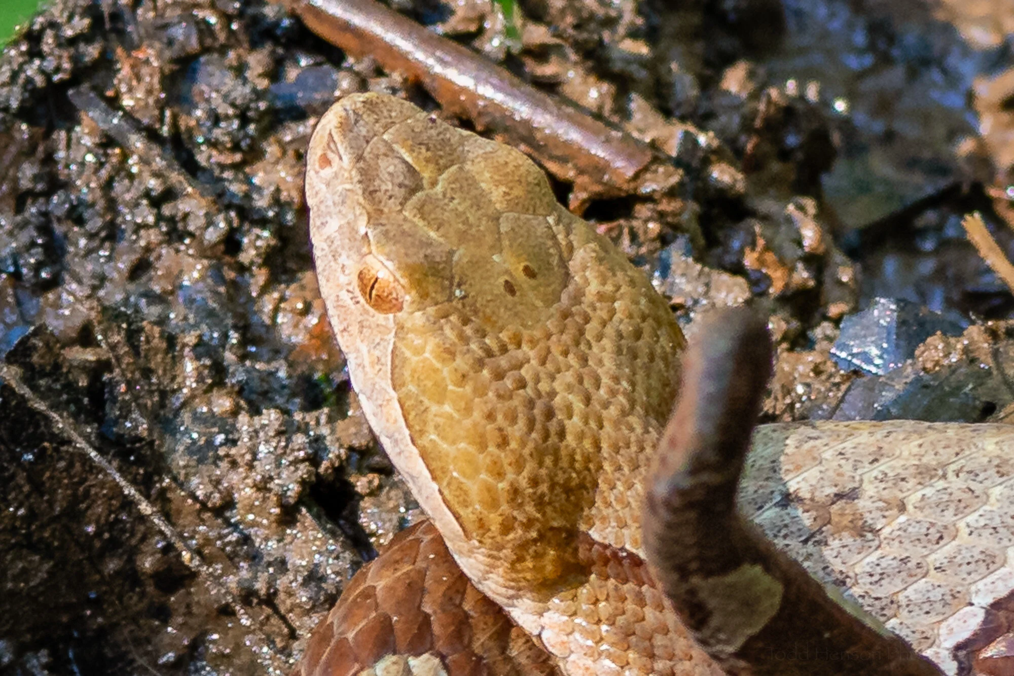 Careful Where You Step - Eastern Copperhead — Todd Henson Photography