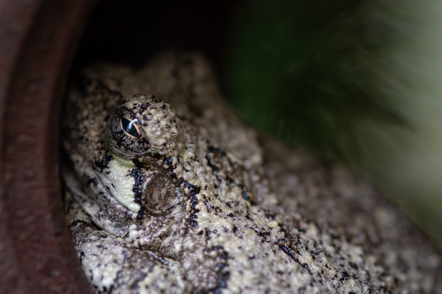 Sheltered Gray Treefrog — Todd Henson Photography