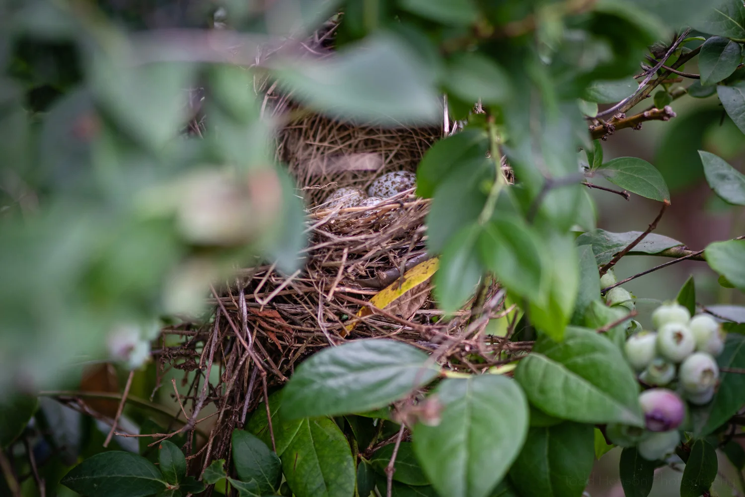 Cardinals Nesting in the Blueberries — Todd Henson Photography
