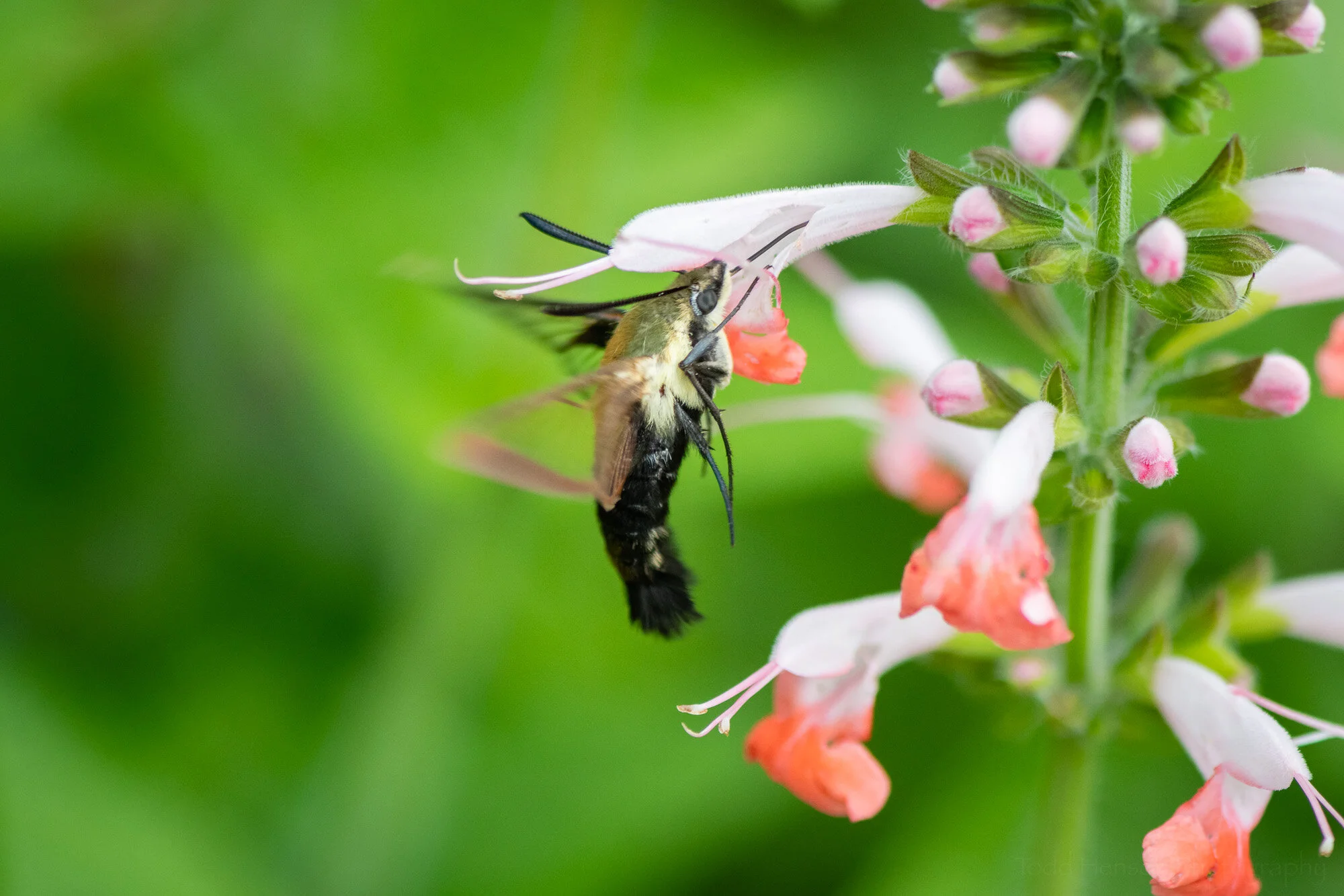 Snowberry Clearwing Moth — Todd Henson Photography