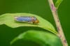 Broad-headed Sharpshooter (Oncometopia orbona) — Todd Henson Photography