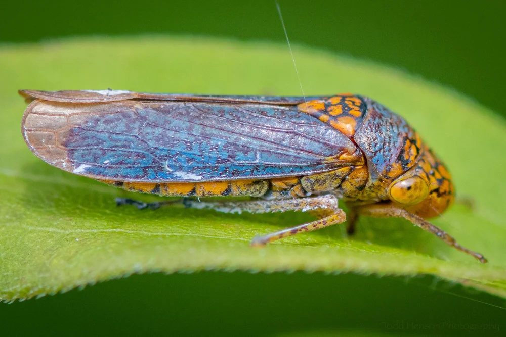 Broad-headed Sharpshooter (Oncometopia orbona) — Todd Henson Photography