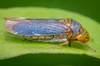 Broad-headed Sharpshooter (Oncometopia orbona) — Todd Henson Photography