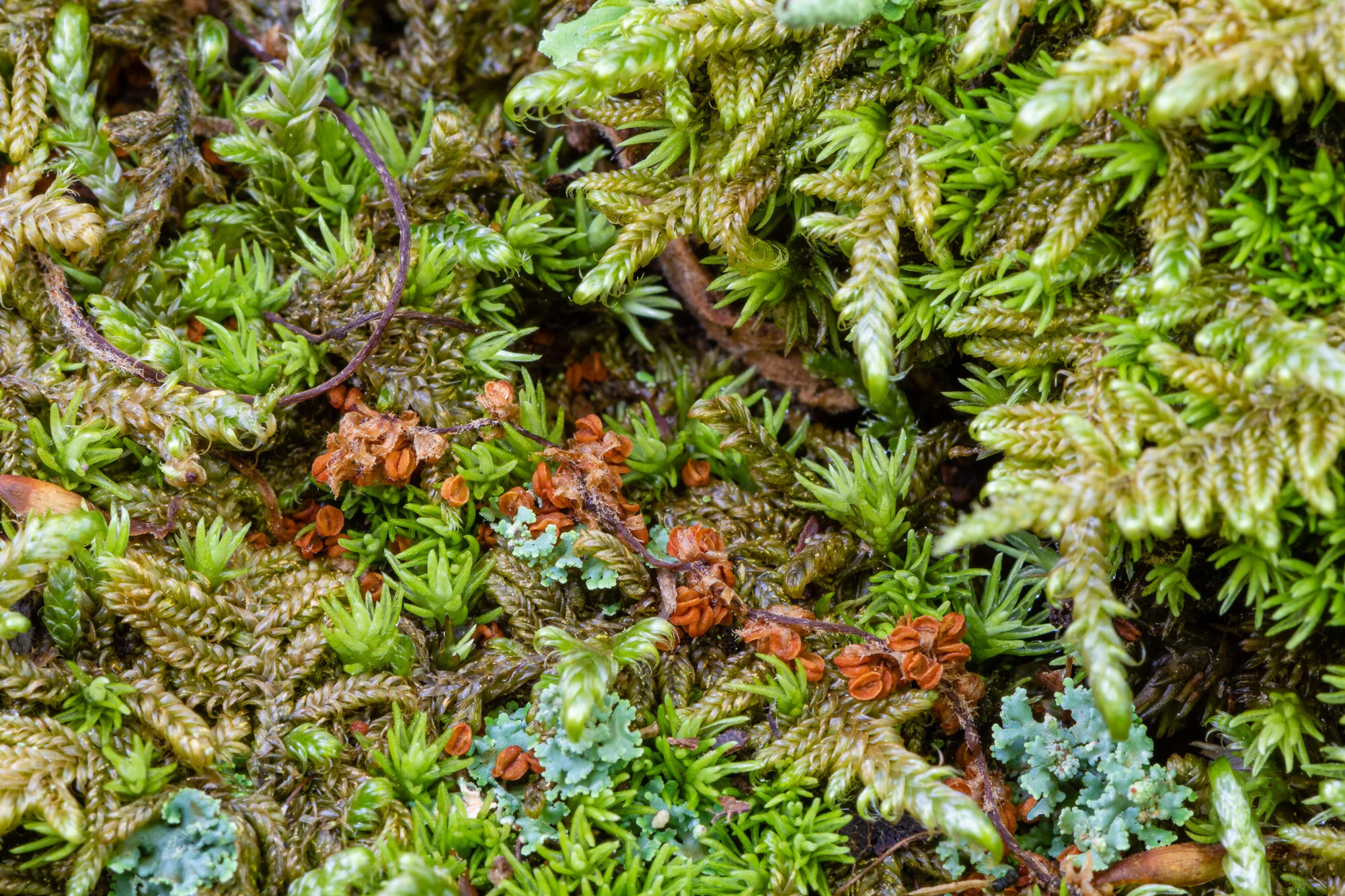 Moss and Lichen on the Forest Floor — Todd Henson Photography