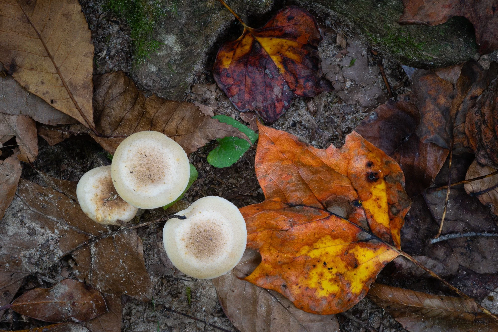Examples of Bird's Third Eyelid - The Nictitating Membrane — Todd ...