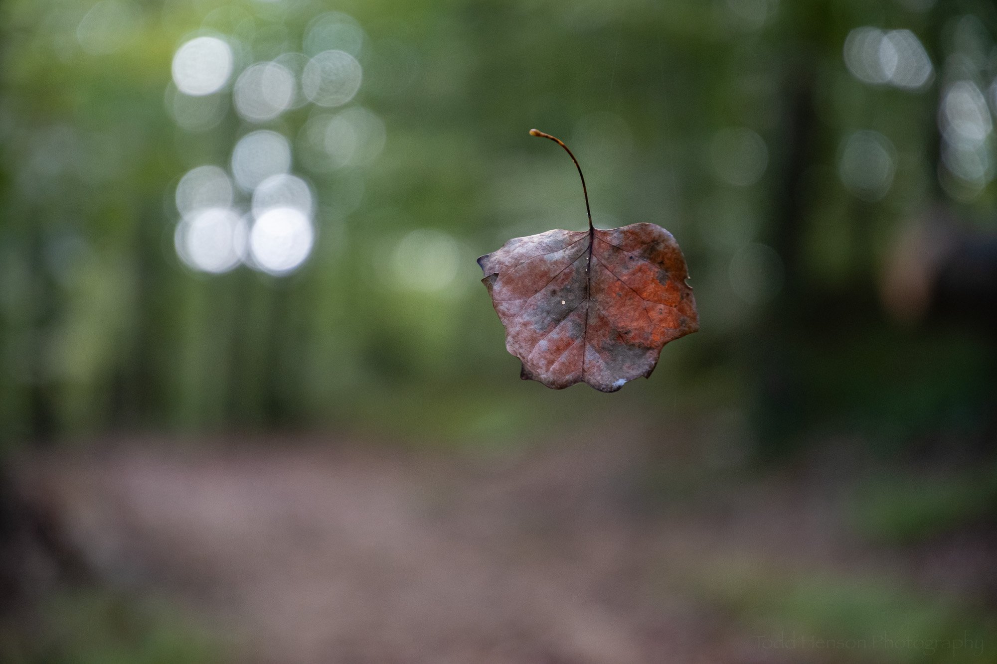 Captured Falling Leaves — Todd Henson Photography
