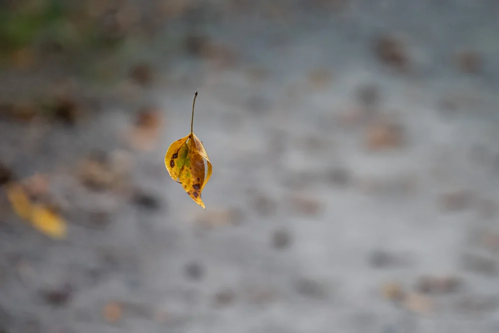 Captured Falling Leaves — Todd Henson Photography