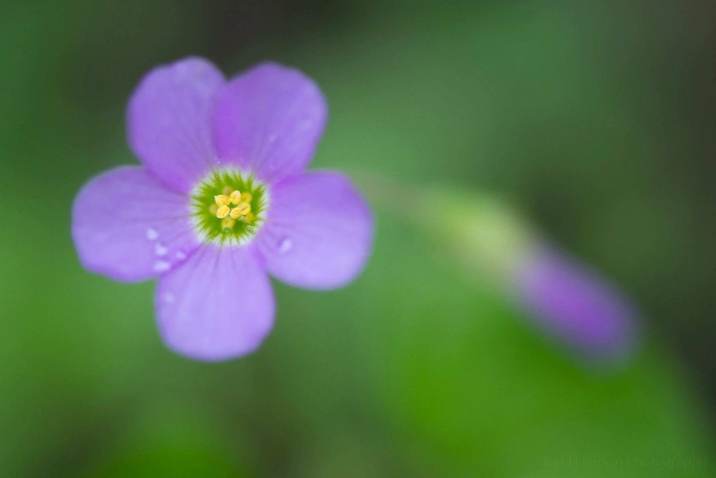 It’s Going to be a Very Peri Year — Todd Henson Photography