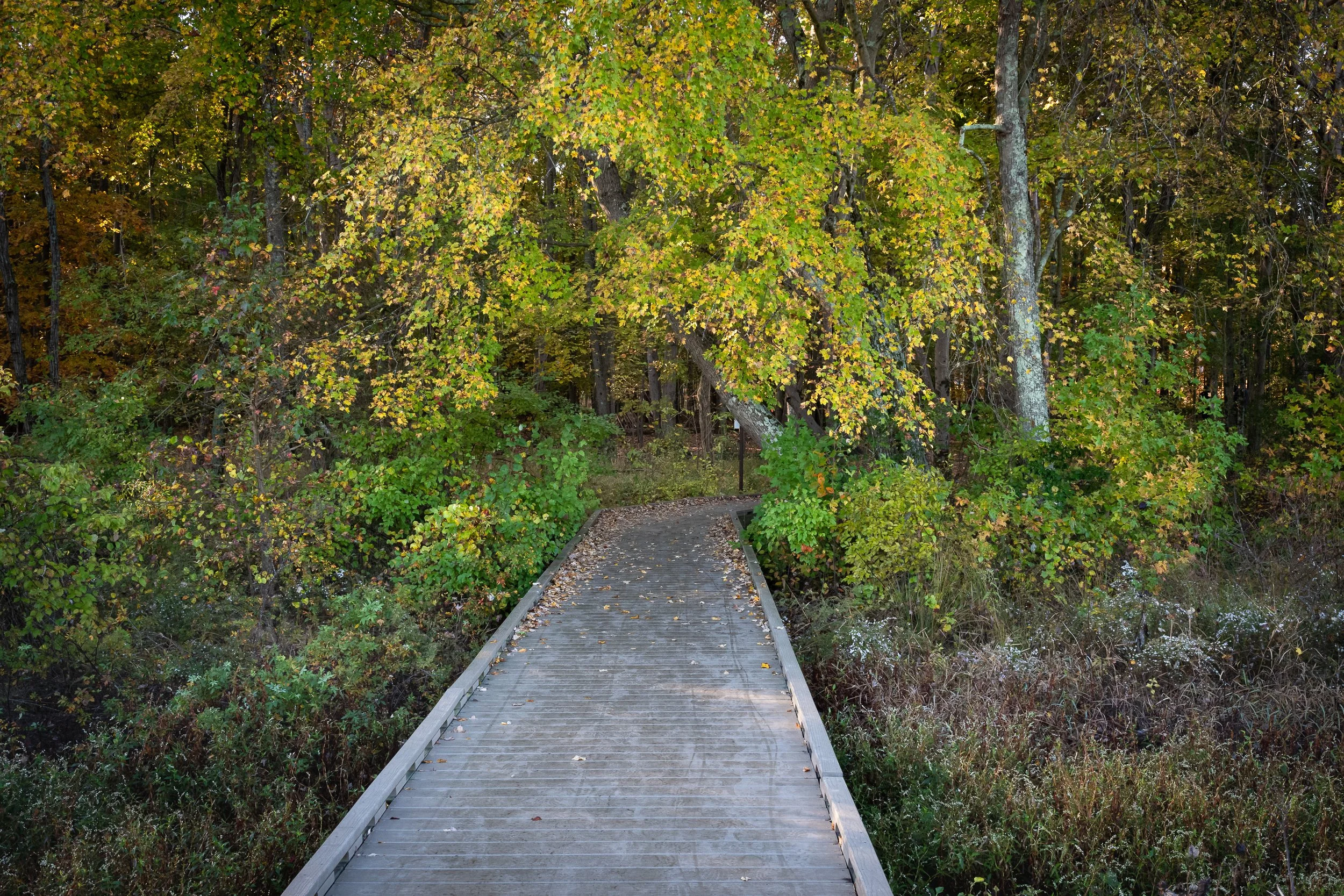 The Effects of a Polarizing Filter on Waterfalls and Woods — Todd Henson Photography