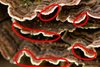 Color Fringing Fungus: An Example of Chromatic Aberration — Todd Henson ...