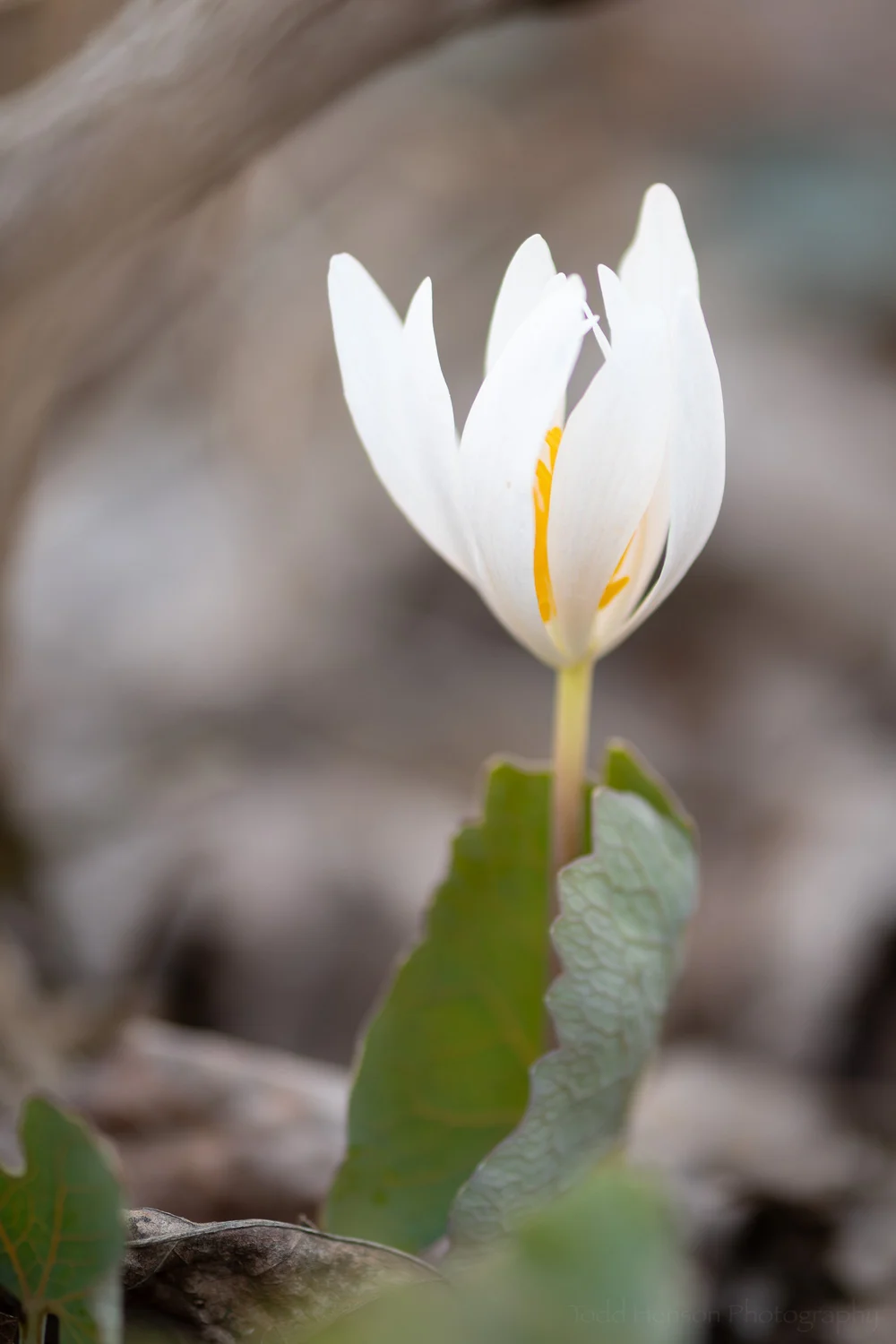 Stages of Growth of Bloodroot (Sanguinaria canadensis) — Todd Henson ...
