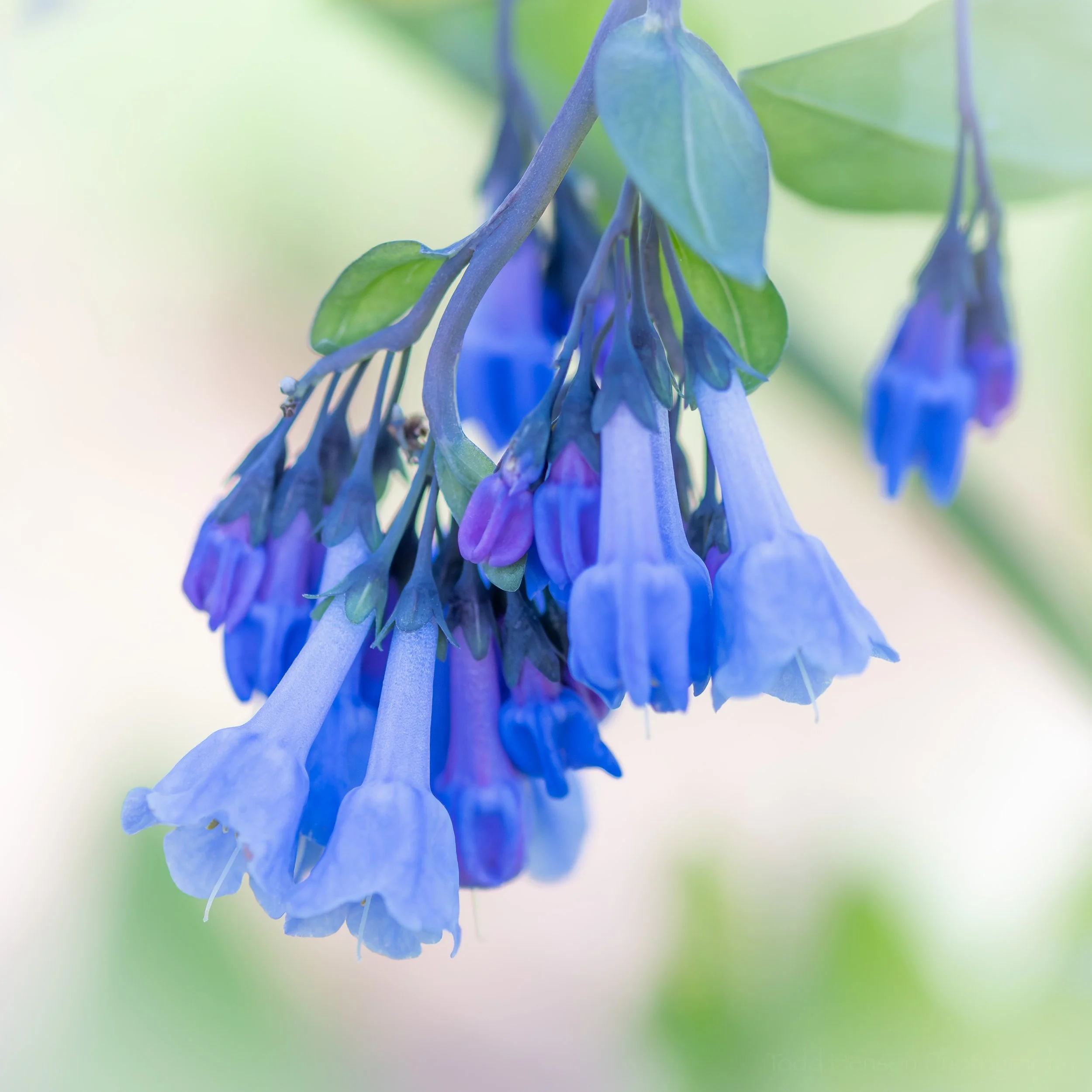 Early Spring Virginia Bluebells — Todd Henson Photography
