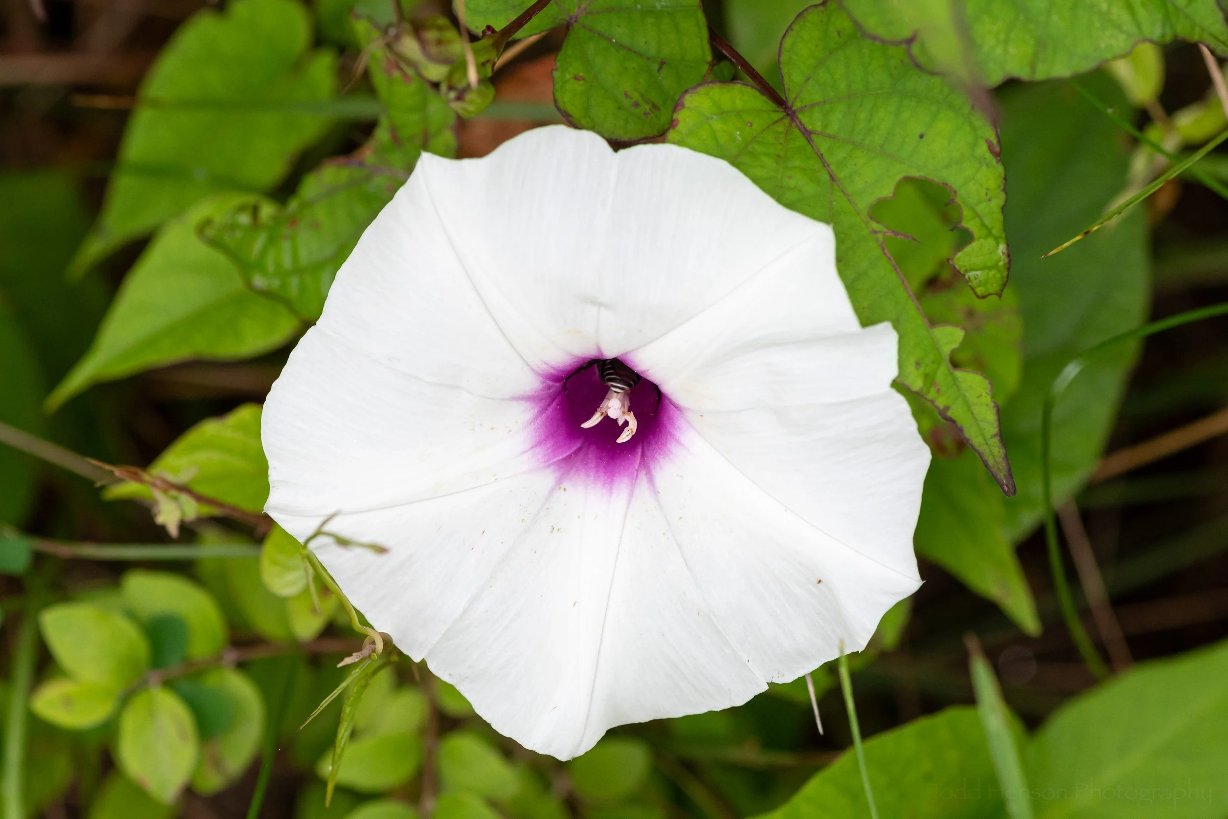 A Visitor To The Wild Potato Vine — Todd Henson Photography