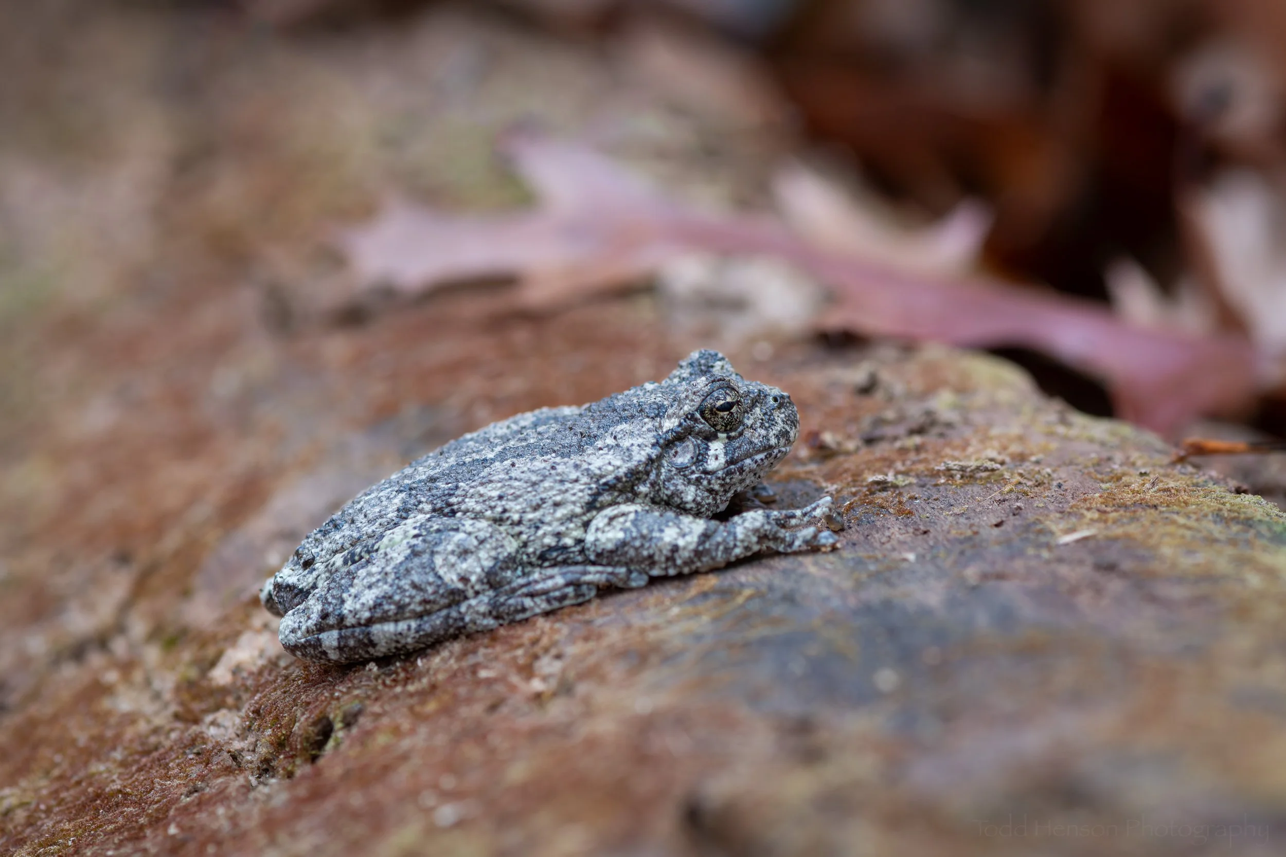 Approaching a Gray Treefrog in November in Northern Virginia — Todd Henson Photography