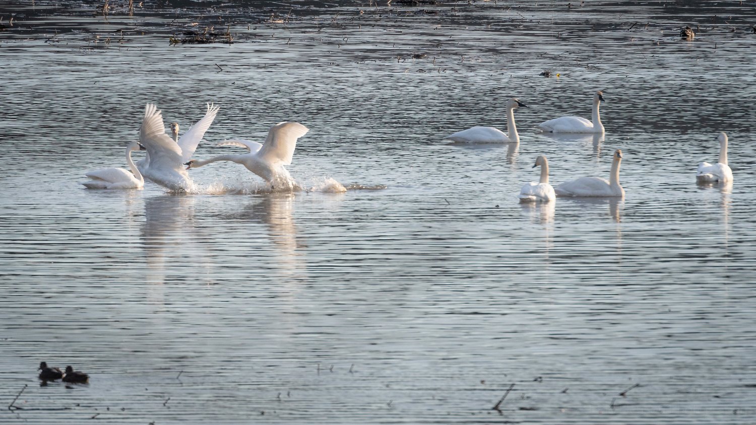 One Morning With Tundra Swans — Todd Henson Photography