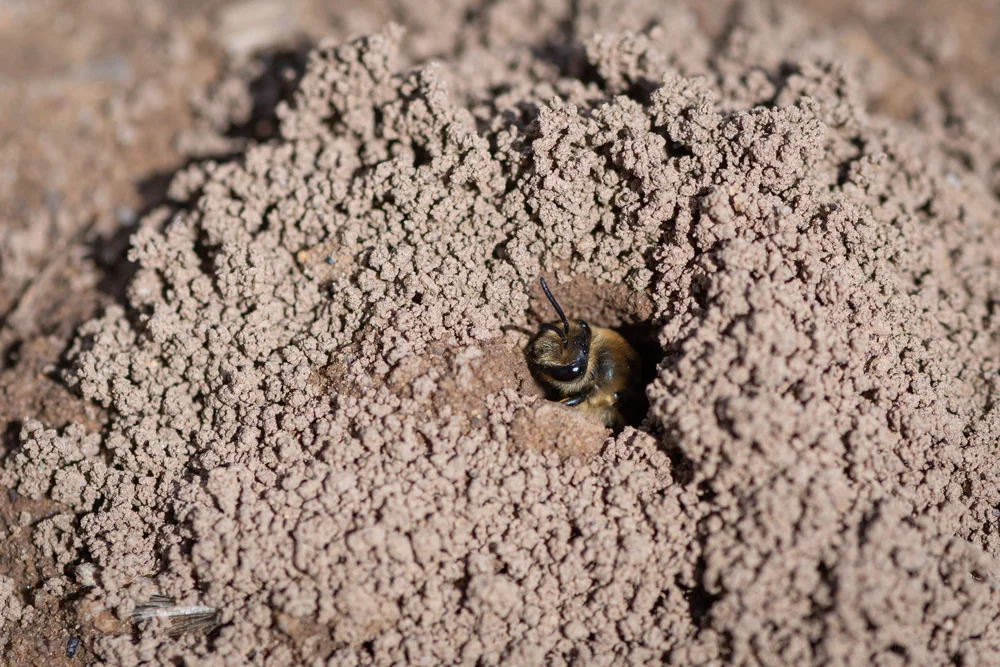 Mining Bee in Its Nest — Todd Henson Photography